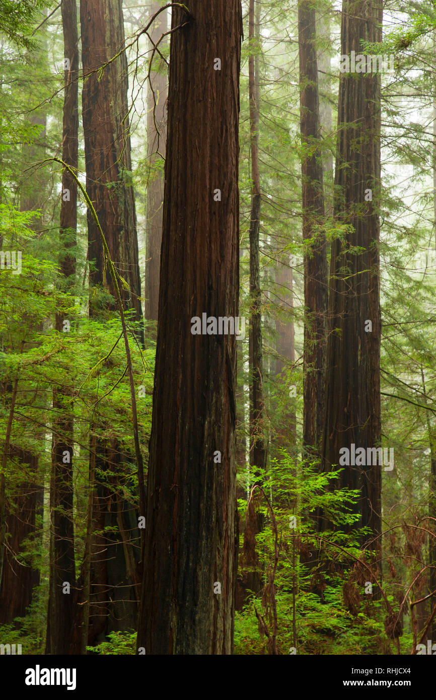 Coast redwood (Sequoia sempervirens) forest at Williams Grove, Humboldt ...