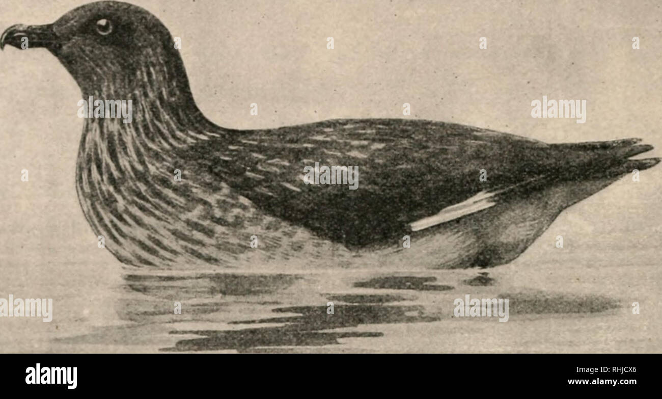. The birds of eastern North America : known to occur east of the ...
