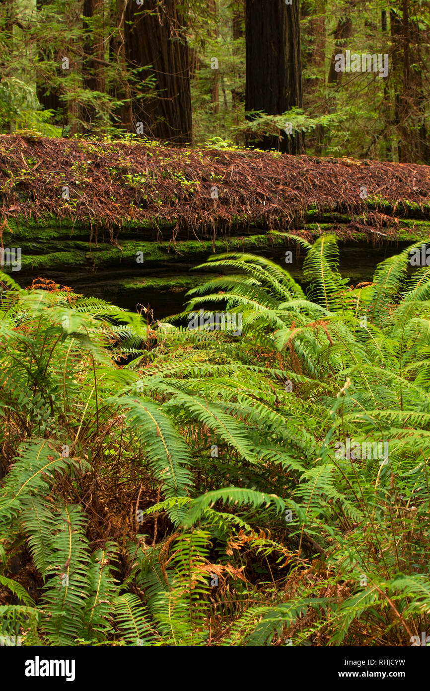 Western sword fern along Mahan Plaque Loop, Humboldt Redwoods State ...