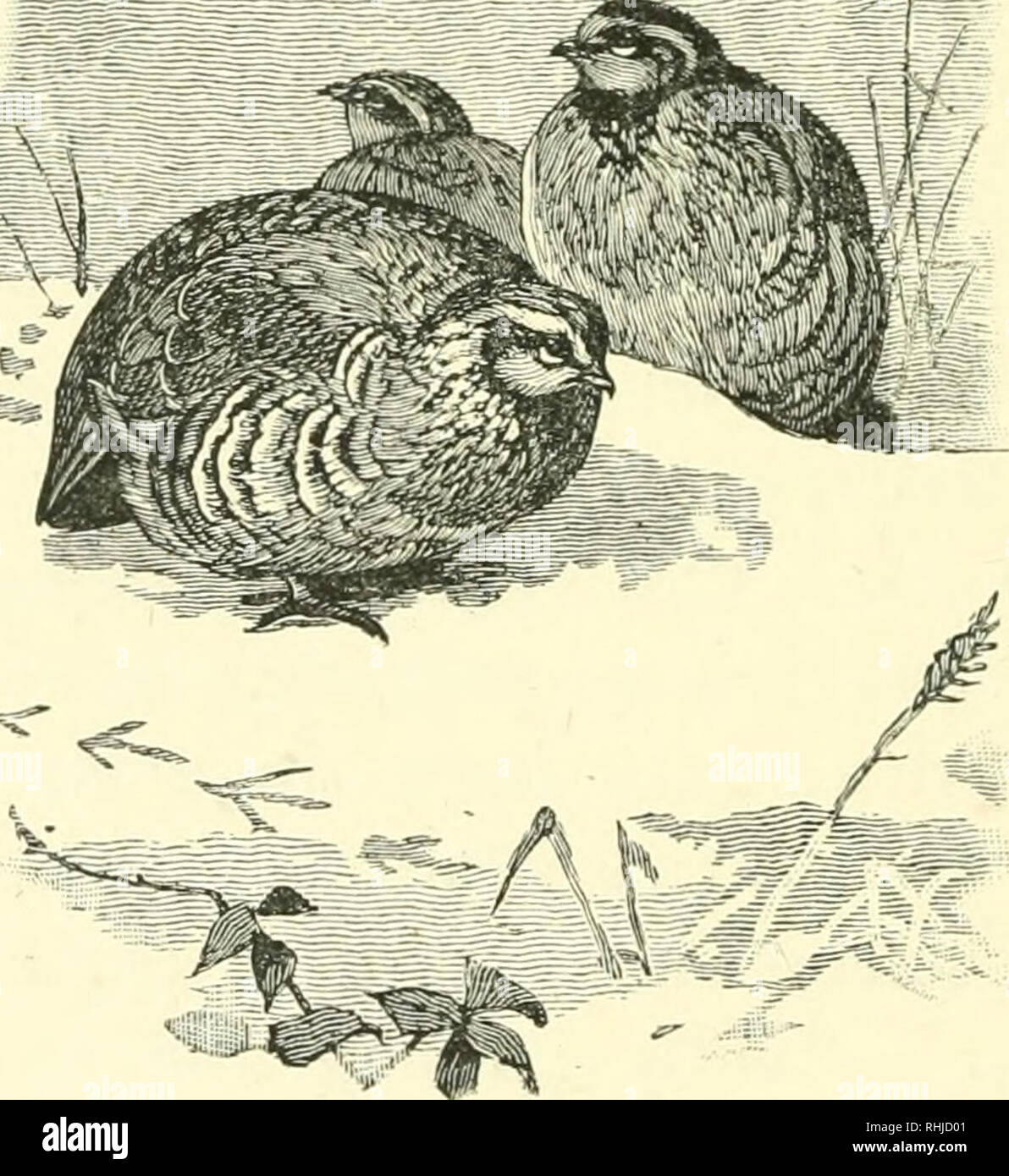. The birds of our country. 256 RED-LEGGED PARTRIDGE. tridge is ...