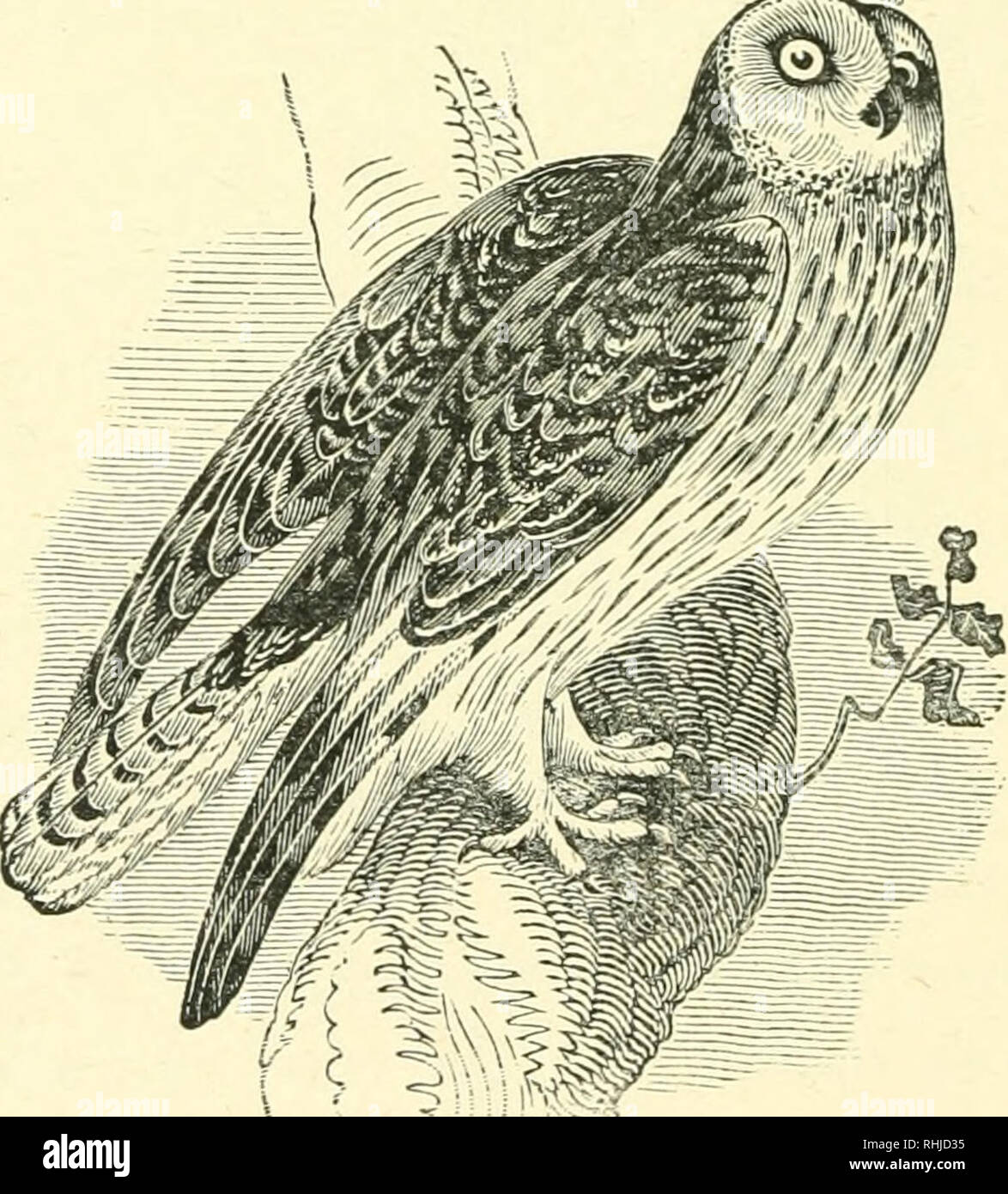 White buffi hi-res stock photography and images - Alamy