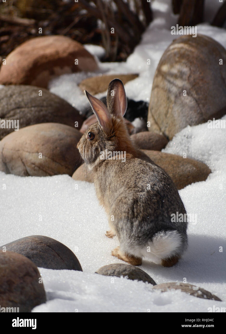 Cottontail in nature hi-res stock photography and images - Alamy