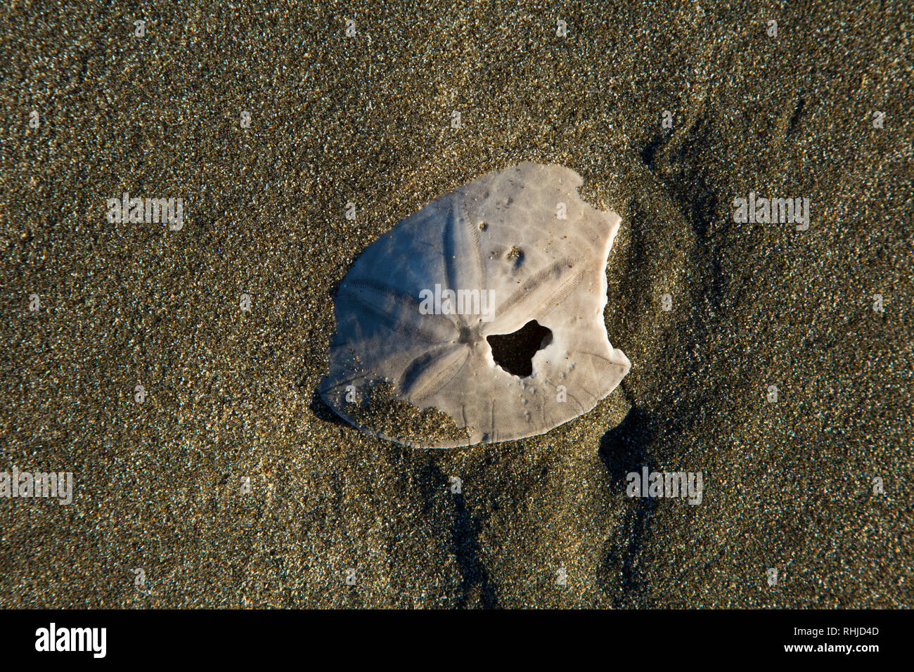 Broken sand dollar on Seaside Beach, Seaside Beach Preserve, California ...