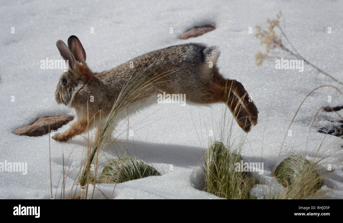 Cottontail in nature hi-res stock photography and images - Alamy