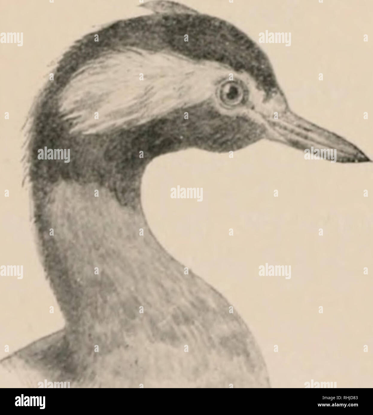 . The birds of eastern North America : known to occur east of the ...