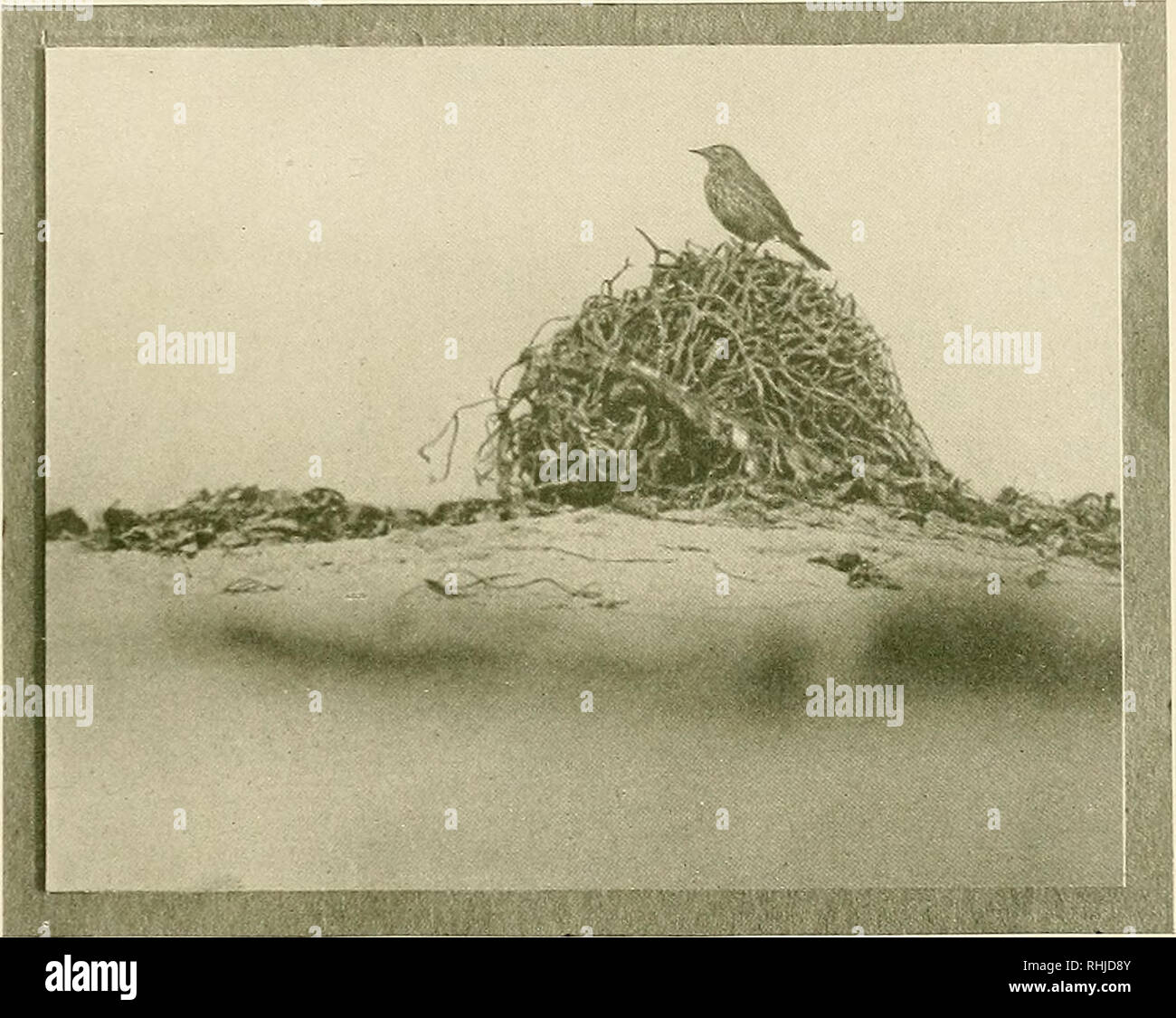 . The birds of California : a complete, scientific and popular account ...