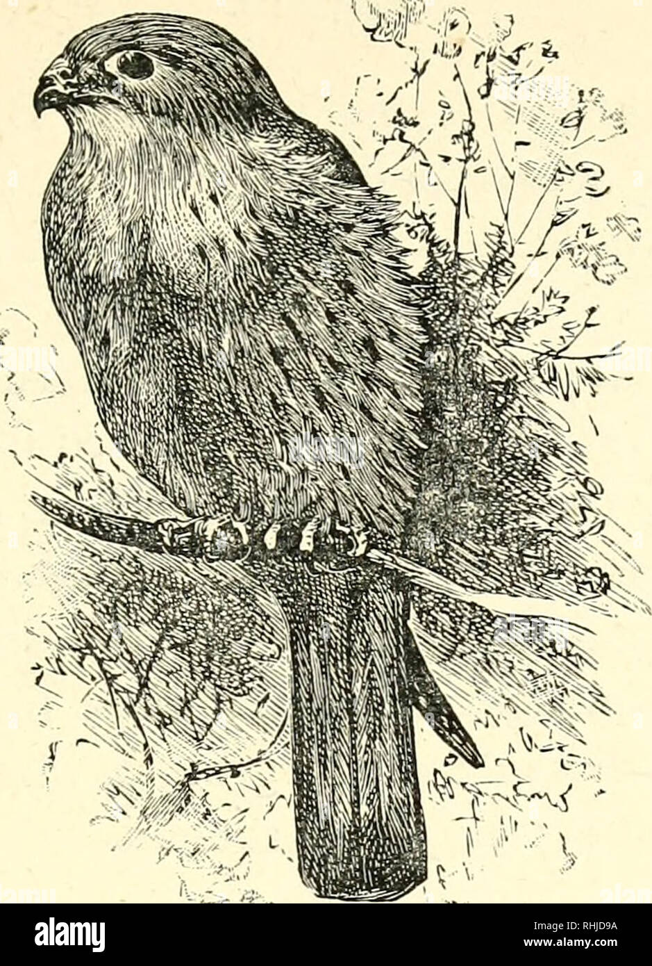 Creshawk hi-res stock photography and images - Alamy