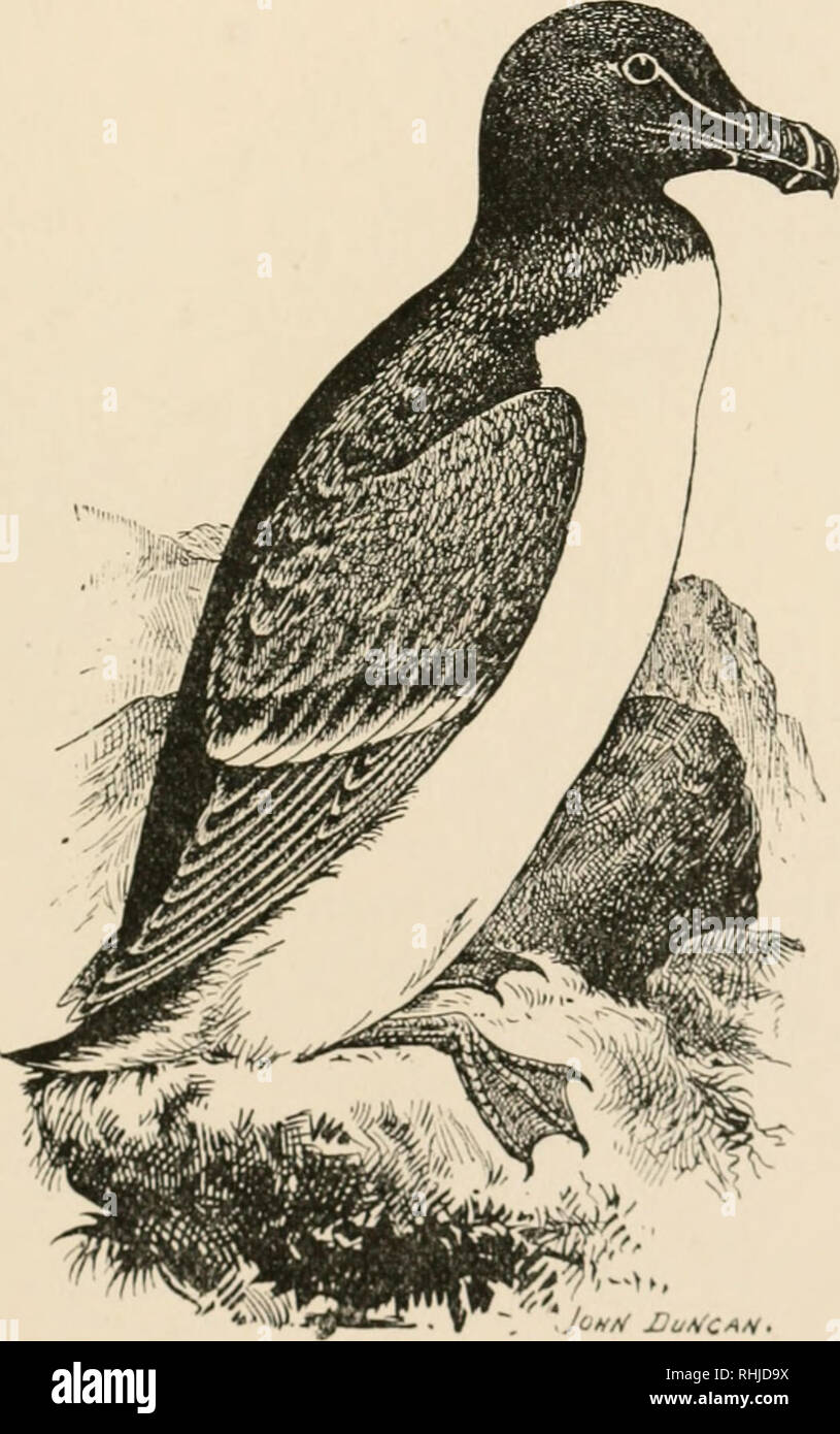 Female razorbill hi-res stock photography and images - Alamy