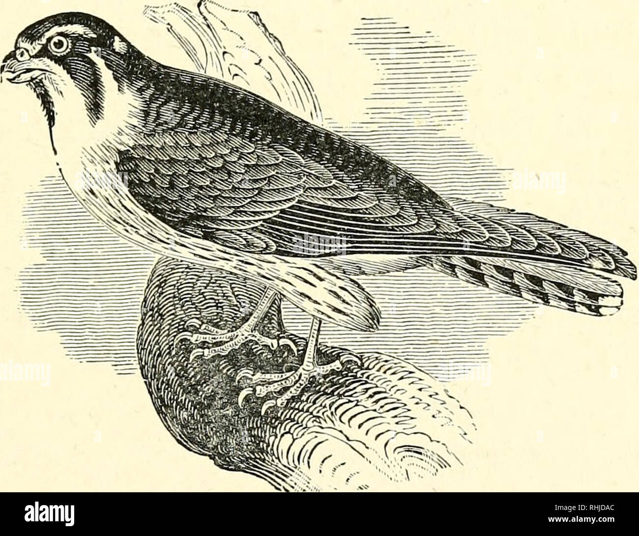 Falconry in middle ages hi-res stock photography and images - Alamy