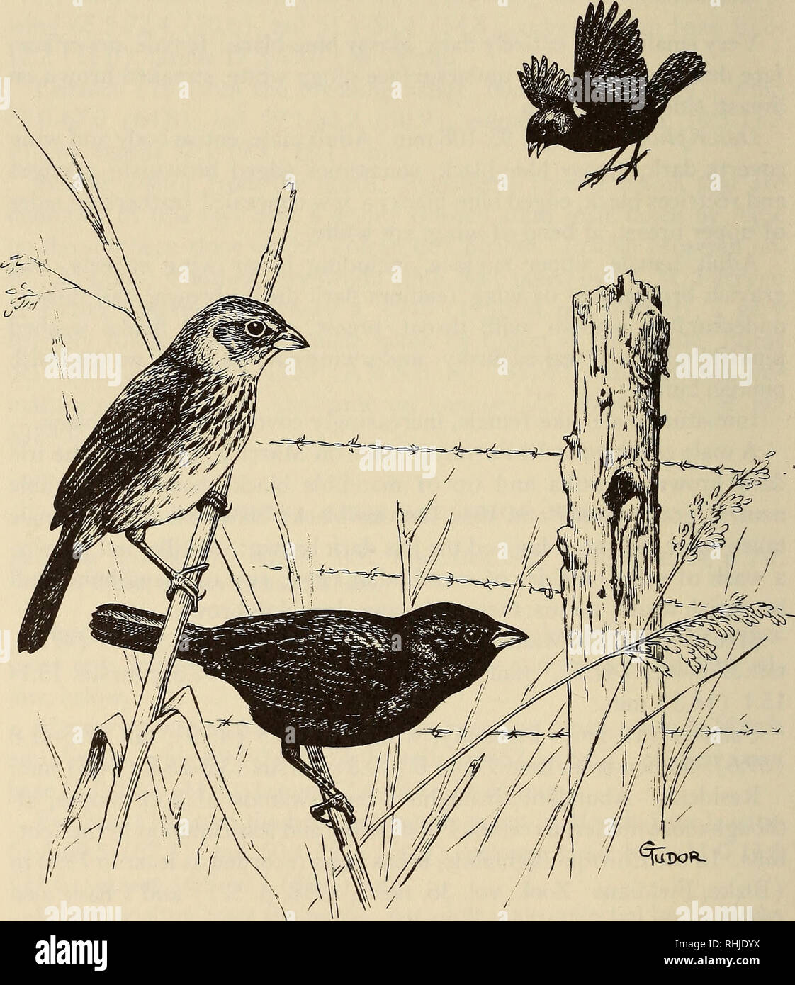 Jacarina finch hi-res stock photography and images - Alamy