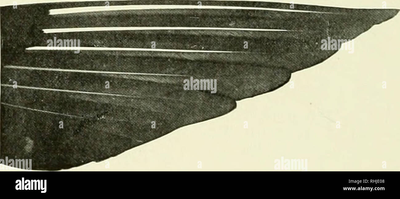 . Birds of New York. Birds. Bills of jaegers^ nat. size. Parasitic ...