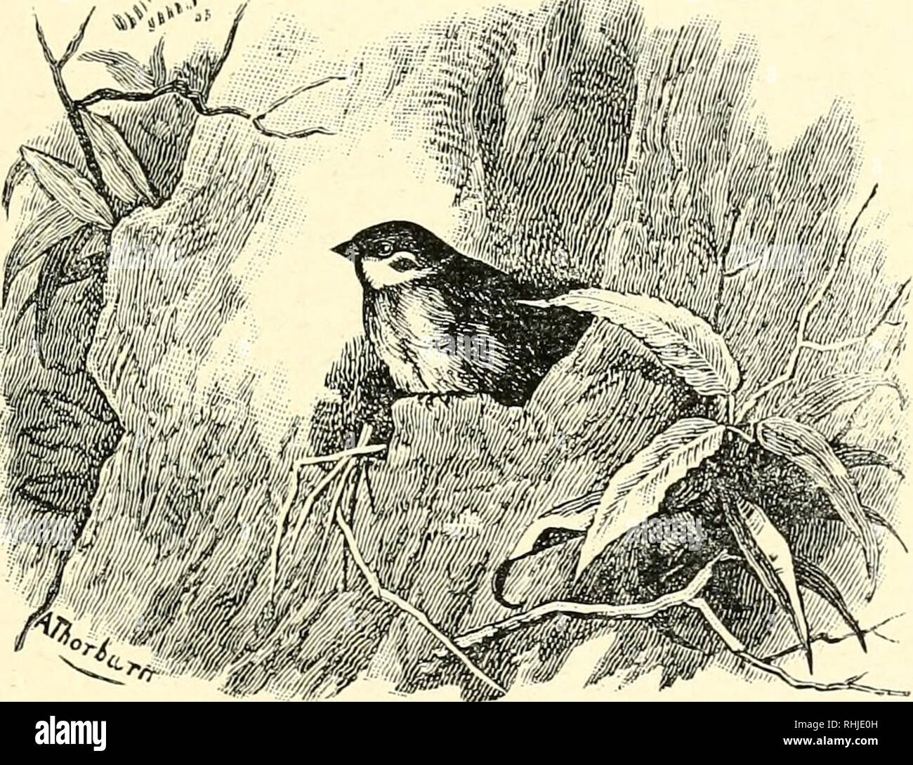 Double white wing bar hi-res stock photography and images - Alamy