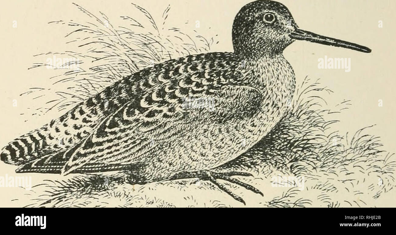 . Birds of the British Isles. Birds -- Great Britain; Birds -- Ireland ...