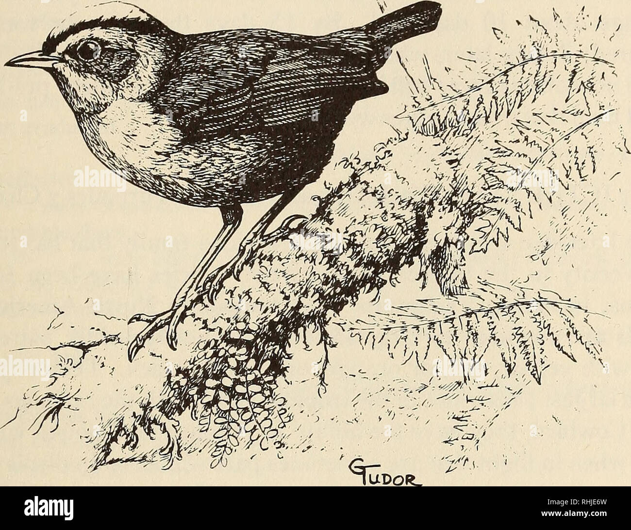 Zeledonia hi-res stock photography and images - Alamy