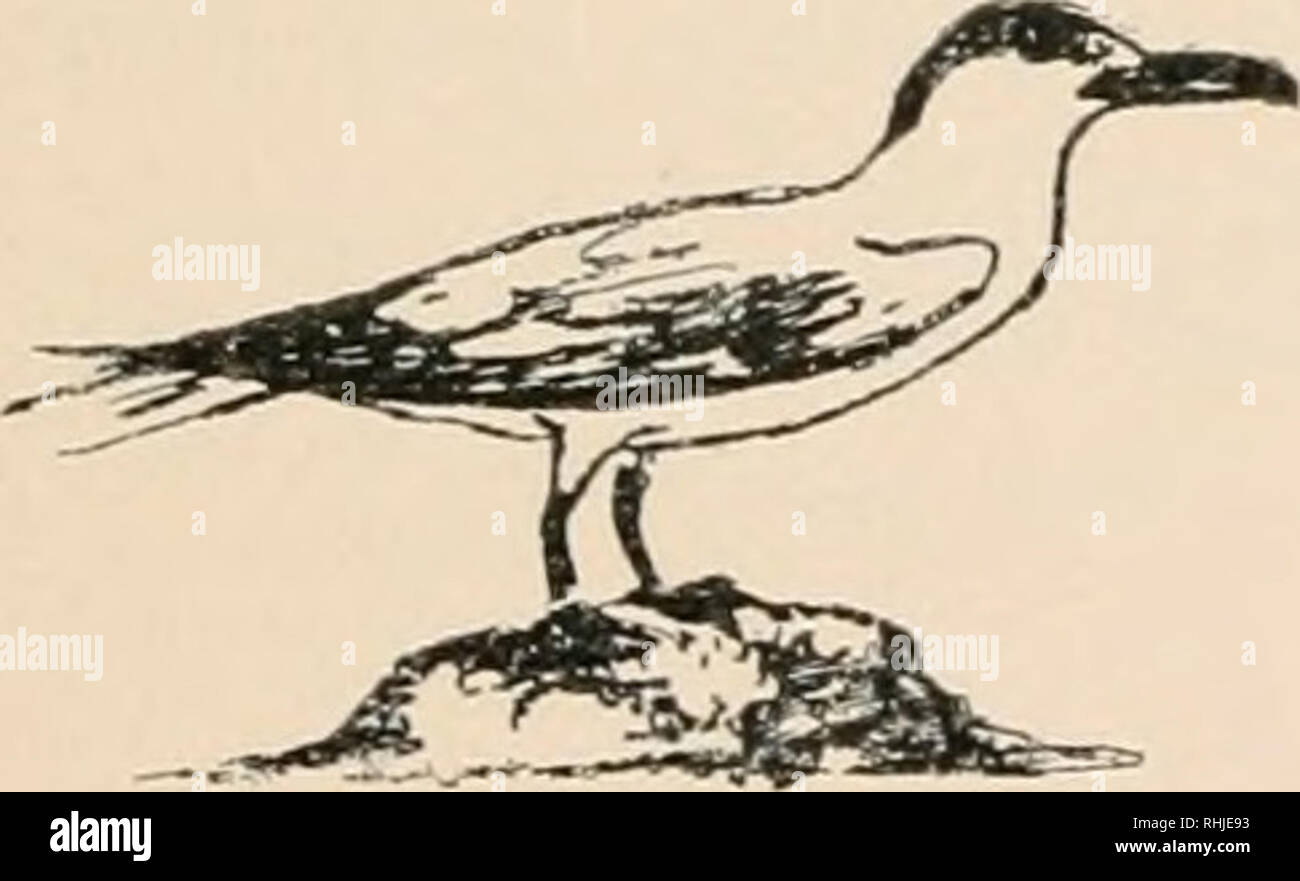 Faint wing bars hi-res stock photography and images - Alamy