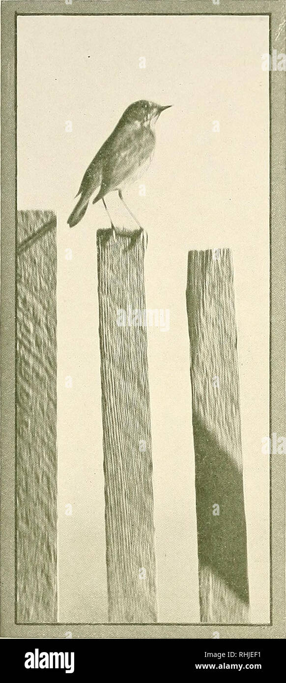 . The birds of California : a complete, scientific and popular account ...