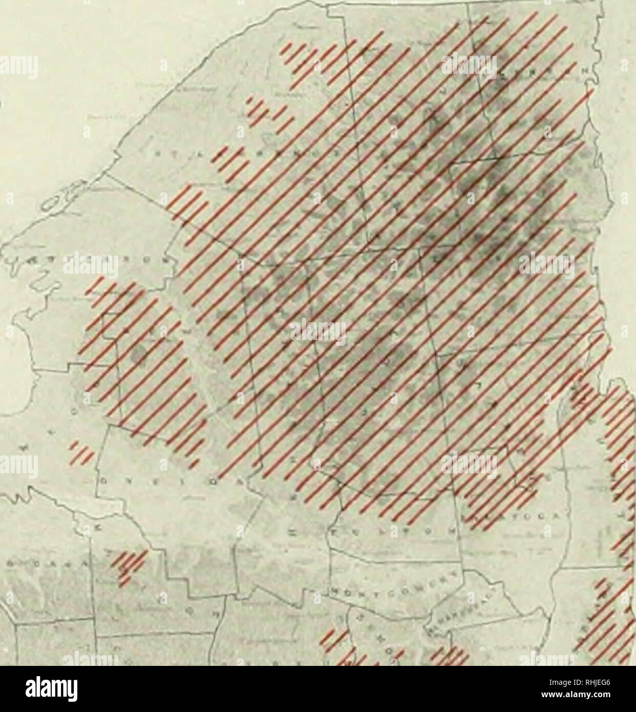 . Birds of New York. Birds. / â¢T^