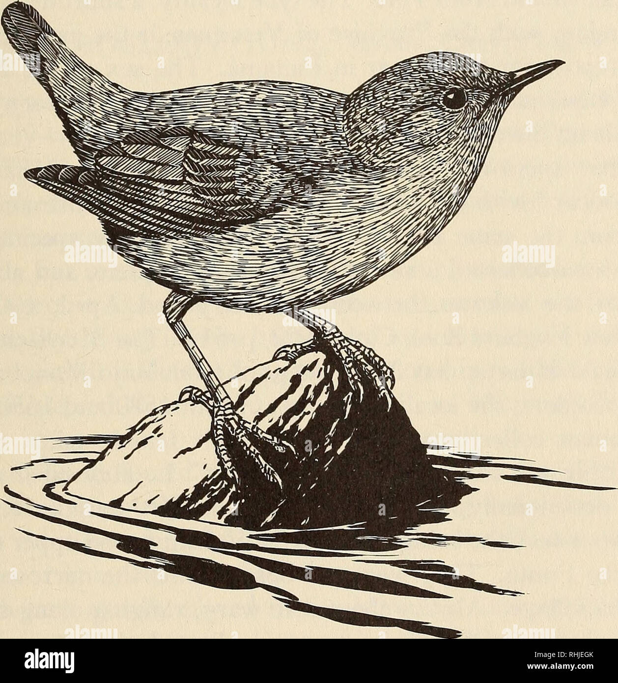 . The birds of the Republic of Panama. Birds. FAMILY CINCLIDAE 53 ...