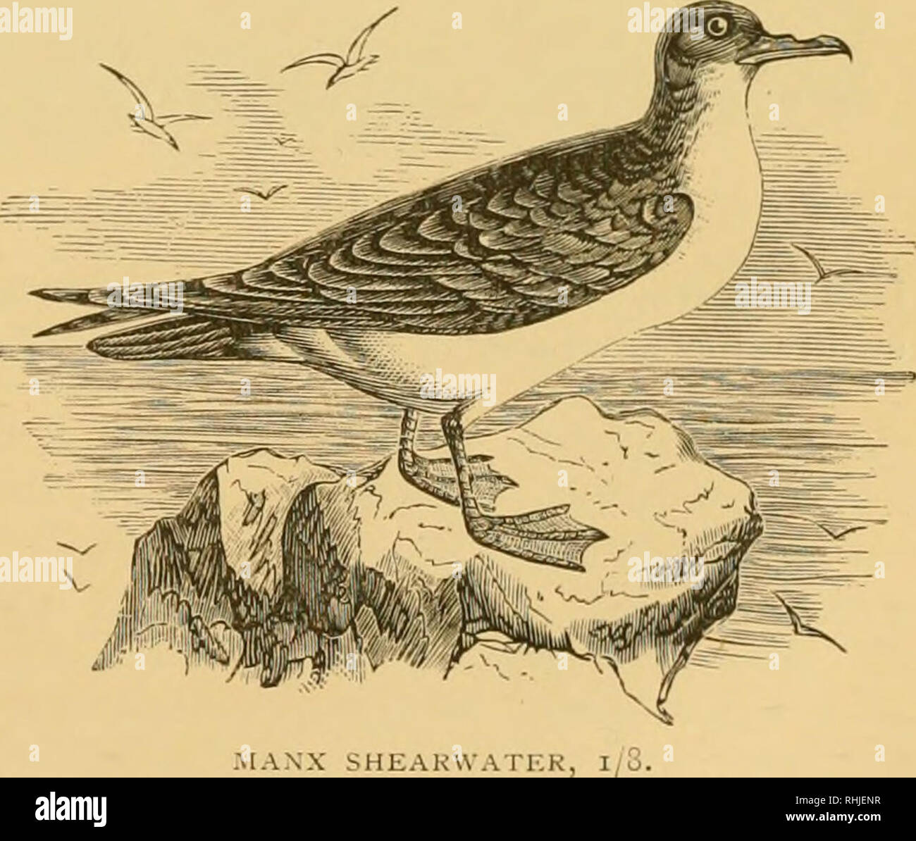 . The birds of Essex: a contribution to the natural history of the ...