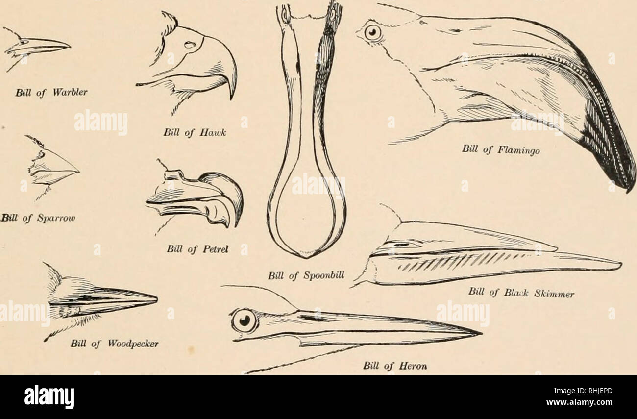 Ck bill hi-res stock photography and images - Alamy