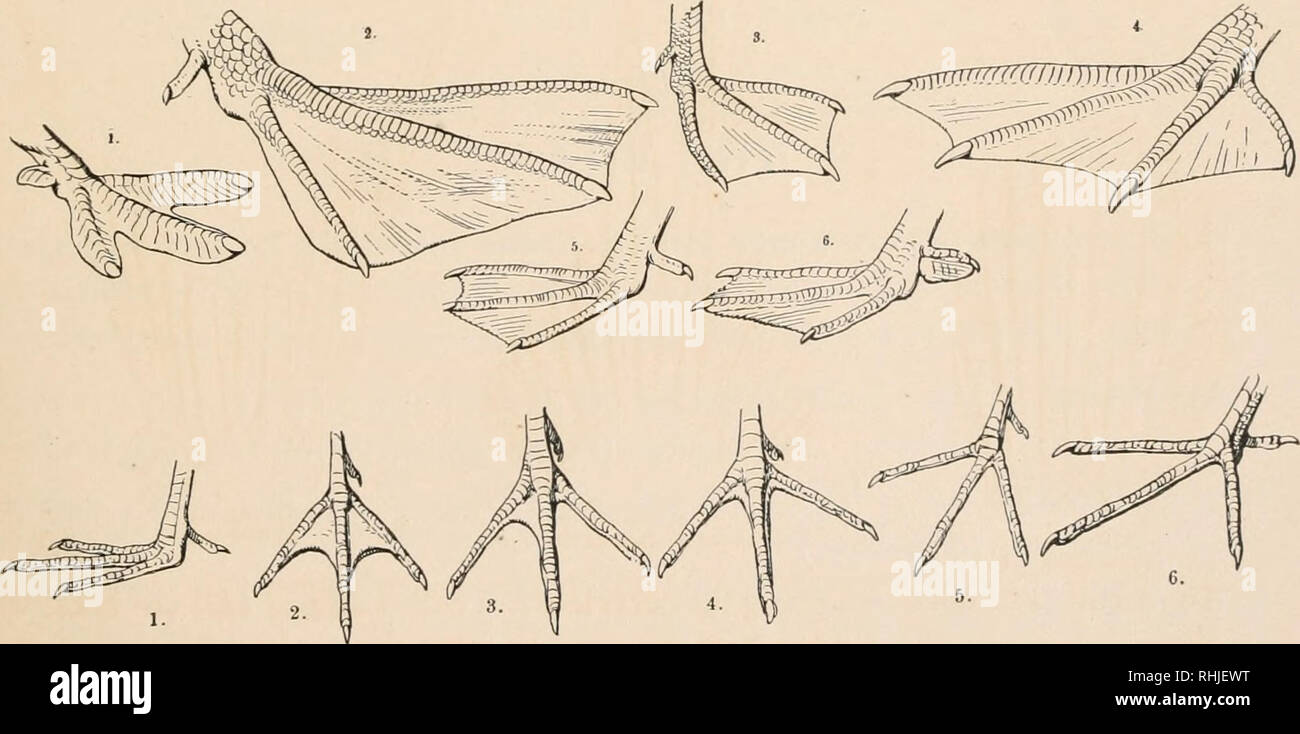 . The birds of eastern North America : known to occur east of the ...