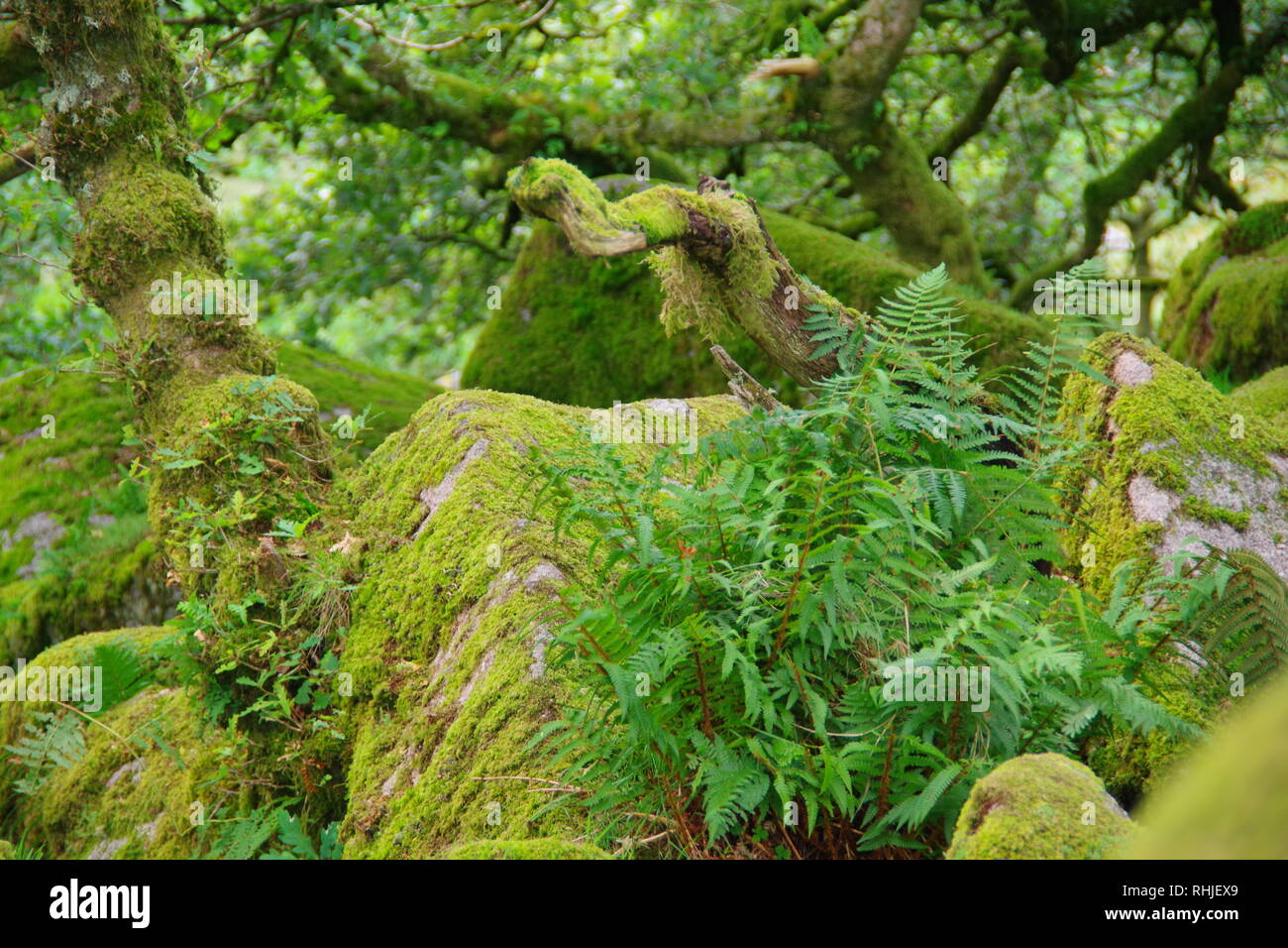 Twisted, Gnarly, Stunted Moss Covered Sessile Oak Trees (Quercus ...
