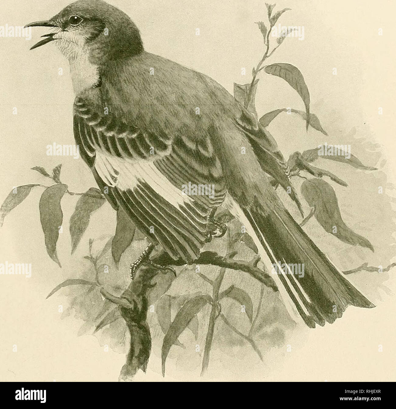 Western mockingbird hi-res stock photography and images - Alamy