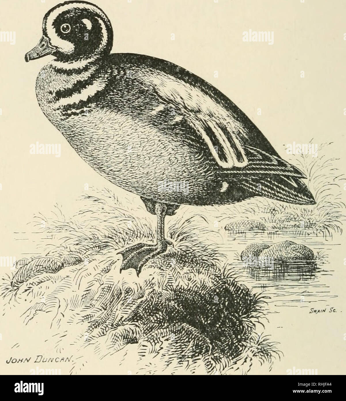 . Birds of the British Isles. Birds -- Great Britain; Birds -- Ireland ...