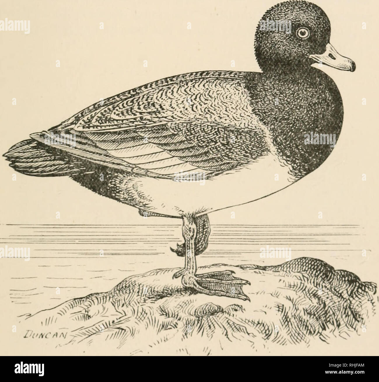 Adult female scaup hi-res stock photography and images - Alamy