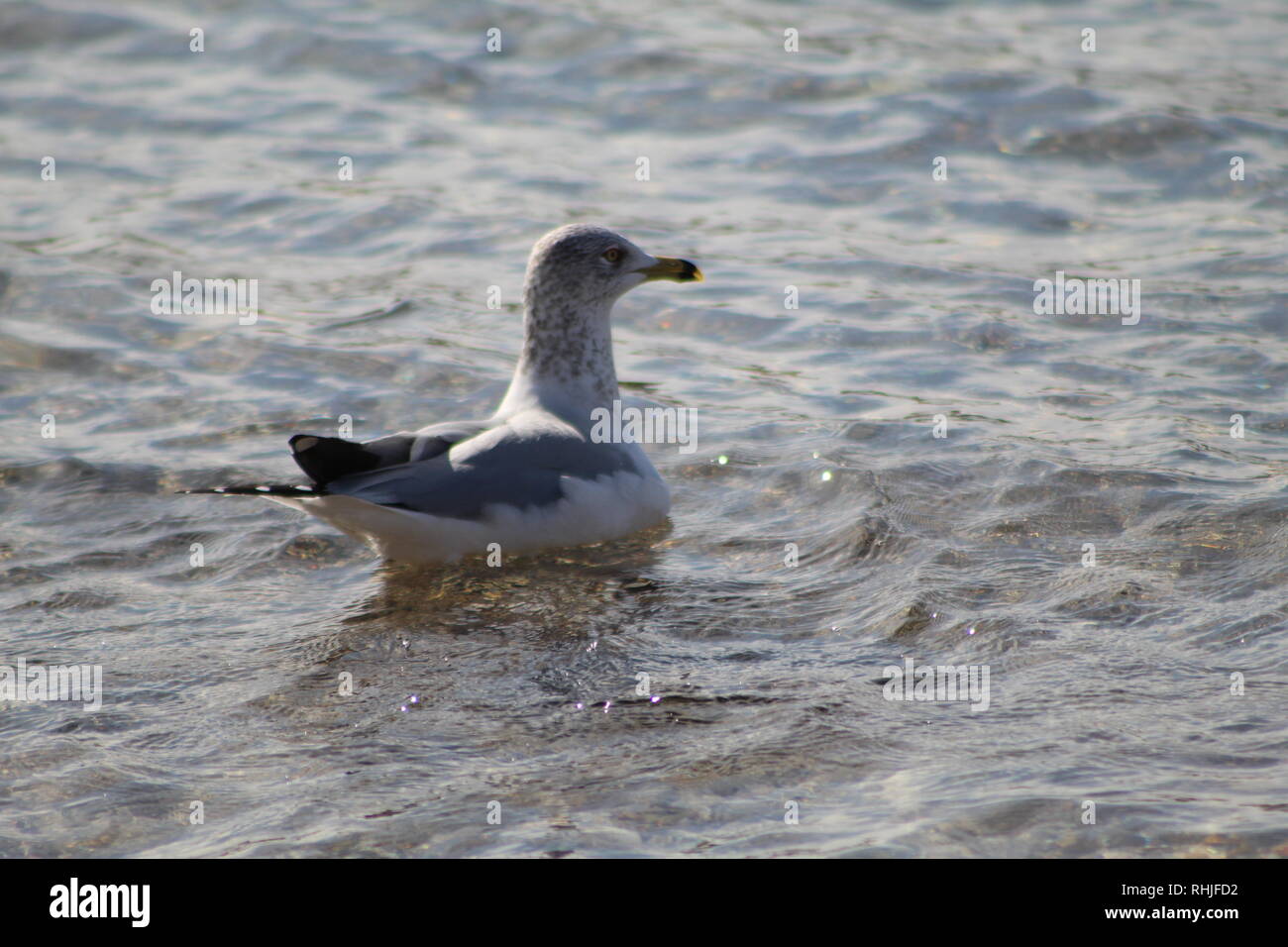 Still birds hi-res stock photography and images - Alamy