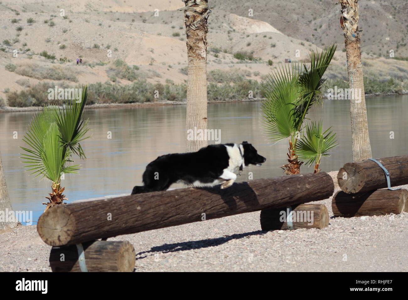 Border Collie leaping Stock Photo - Alamy