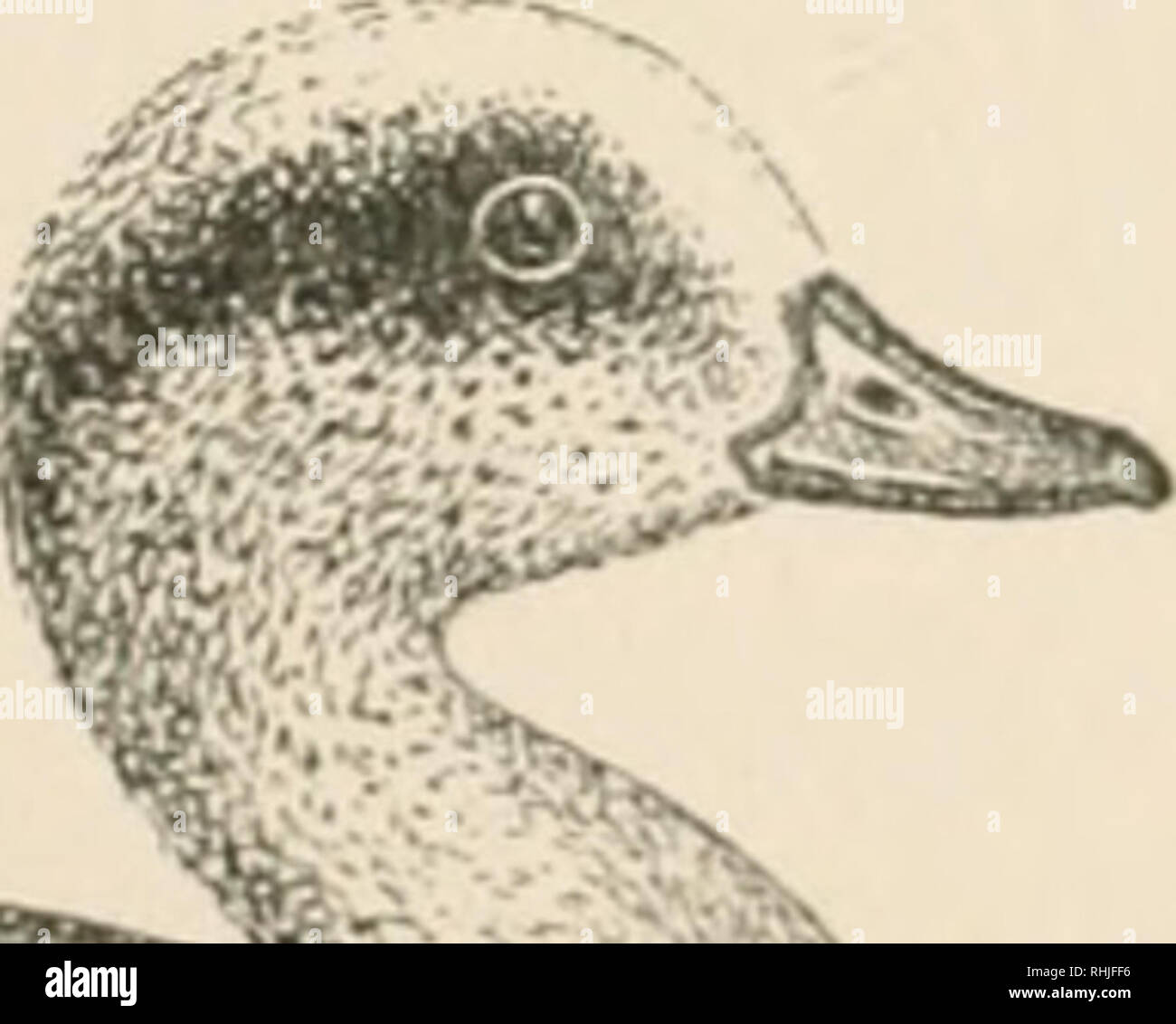 . Birds of the British Isles. Birds -- Great Britain; Birds -- Ireland ...