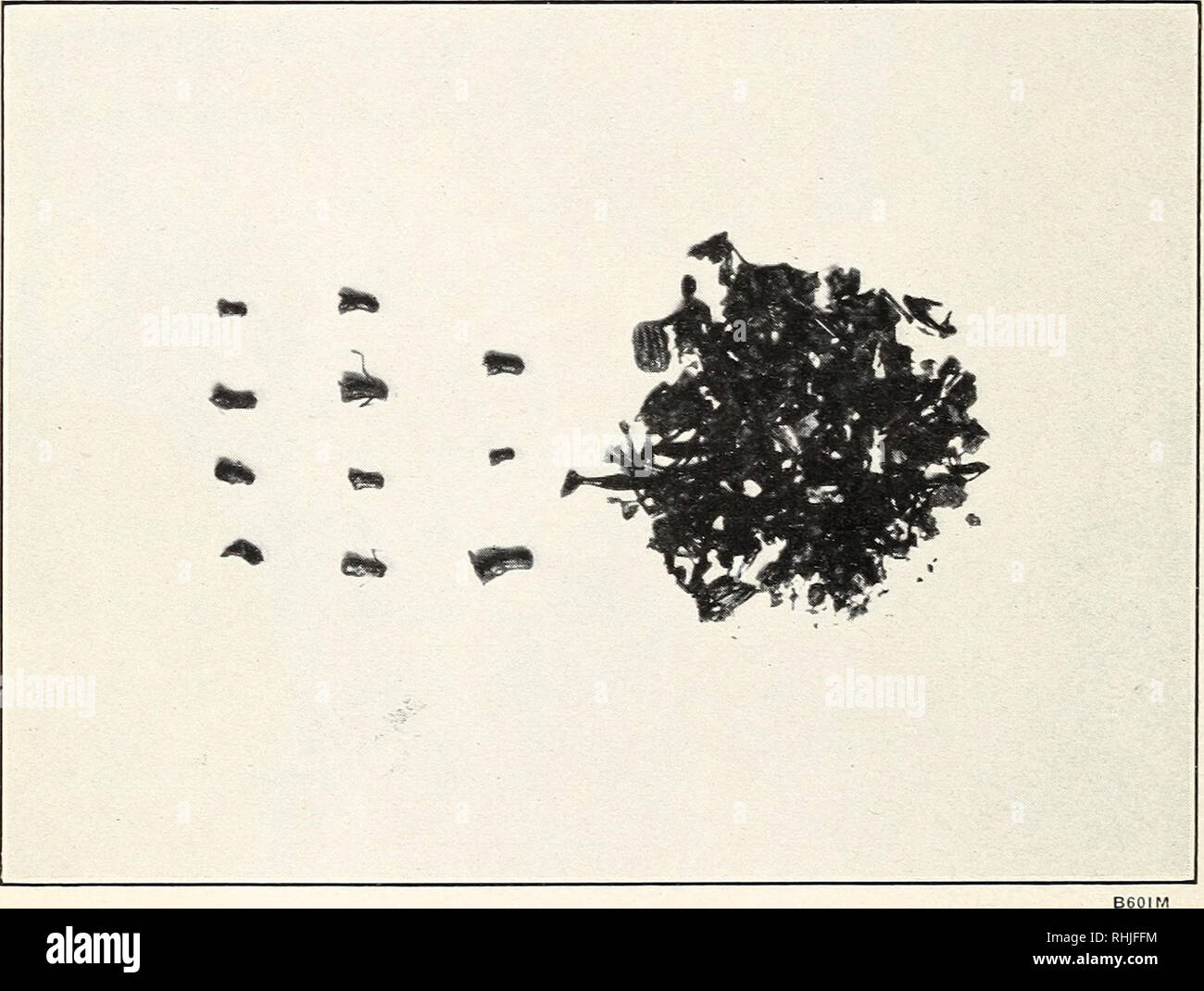 Cattle stomach contents hi-res stock photography and images - Alamy