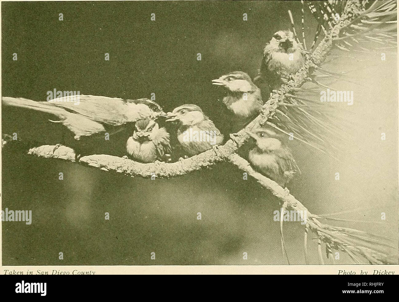 Mountain chickadees flock hi-res stock photography and images - Alamy