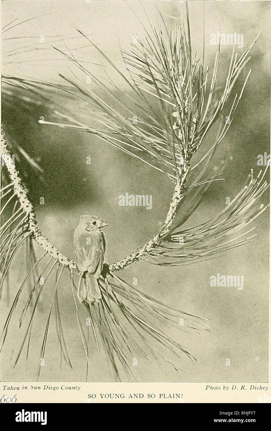 Galls bird hi-res stock photography and images - Alamy