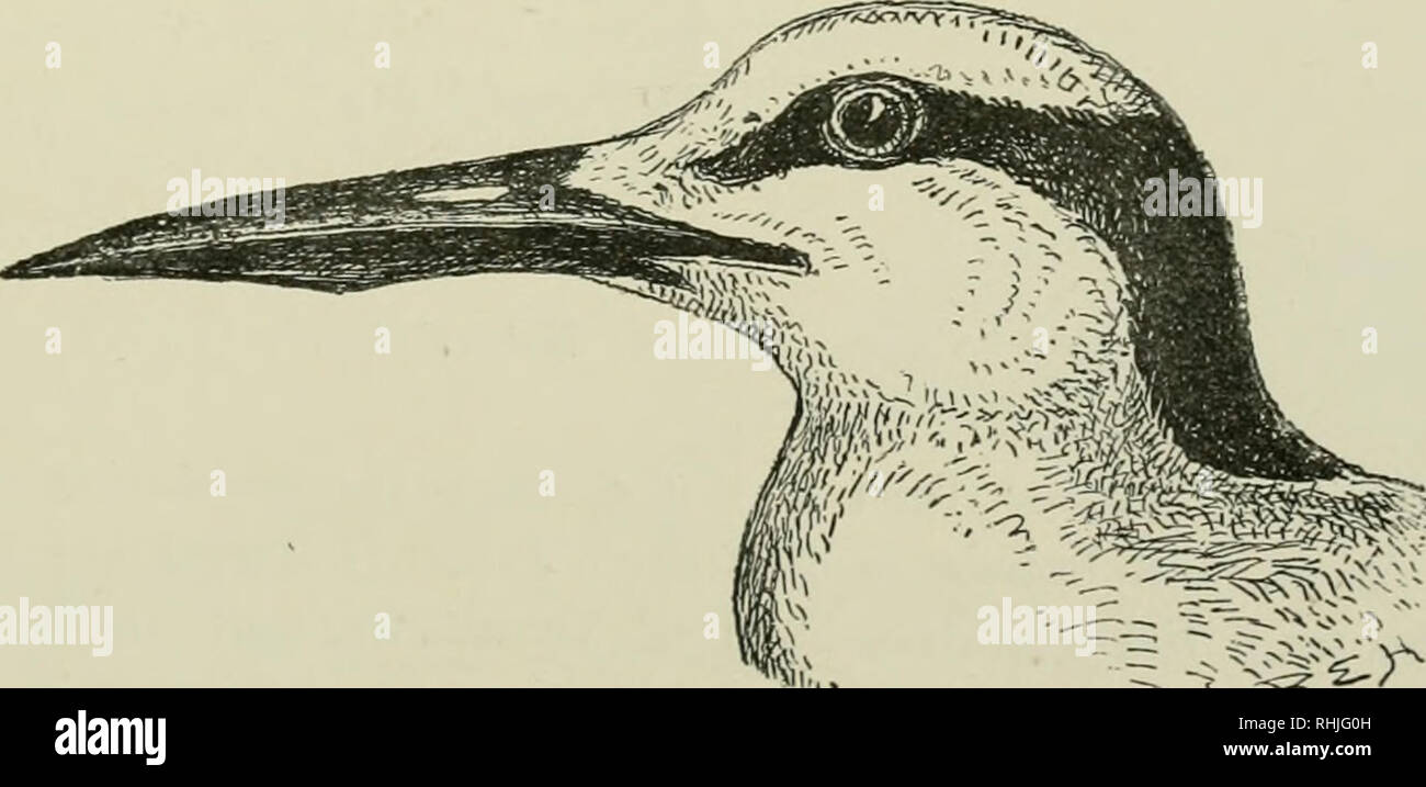 . The birds of the Japanese Empire. Birds -- Japan. GAVI.E. 297 The ...