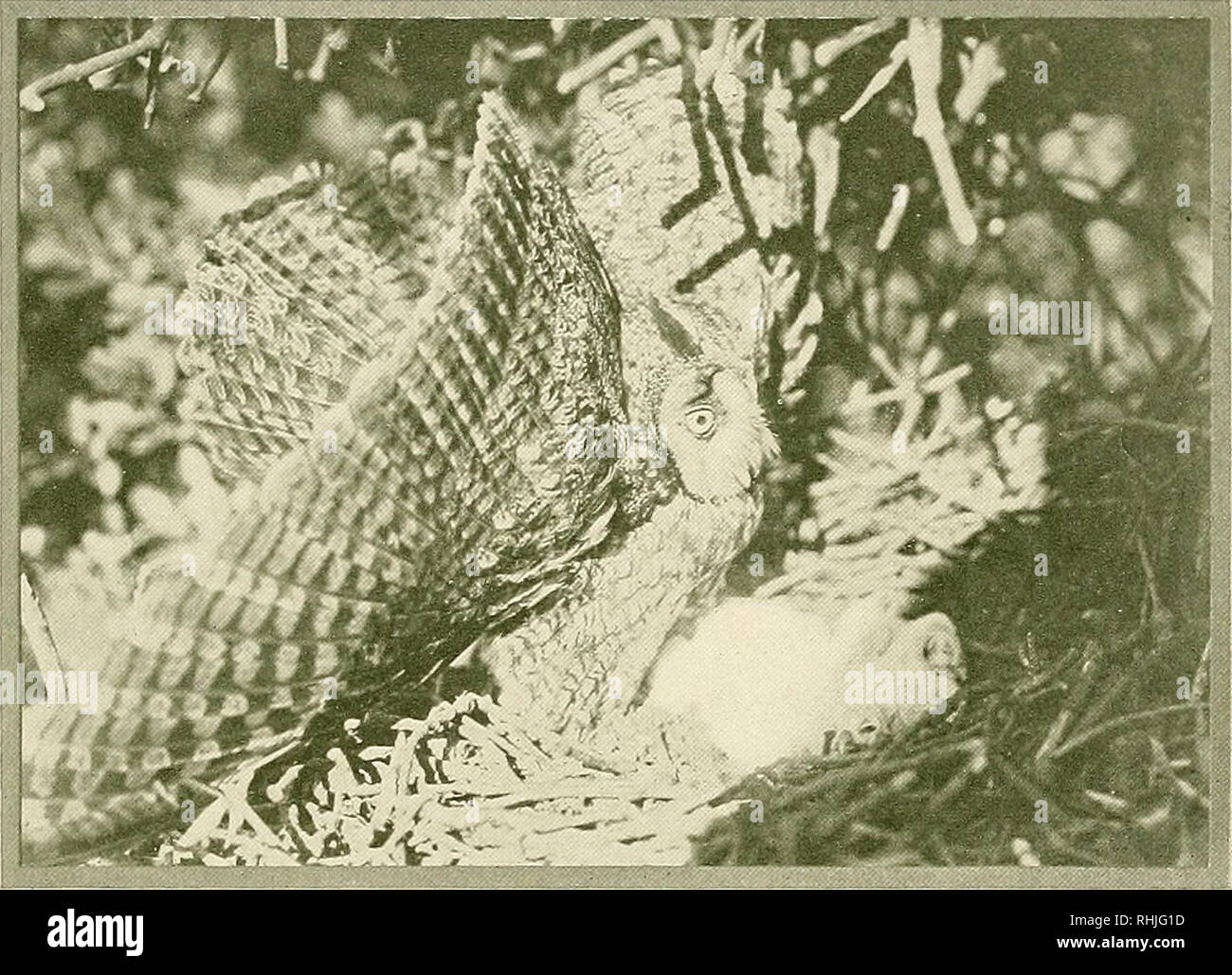 Five owl species hi-res stock photography and images - Alamy