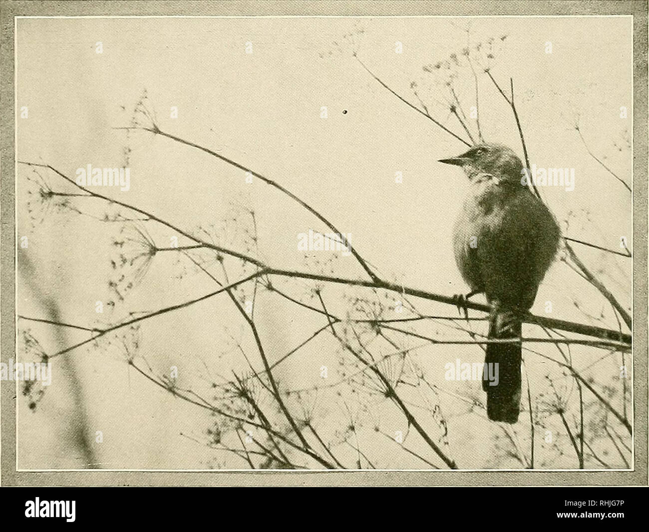 . The birds of California : a complete, scientific and popular account ...