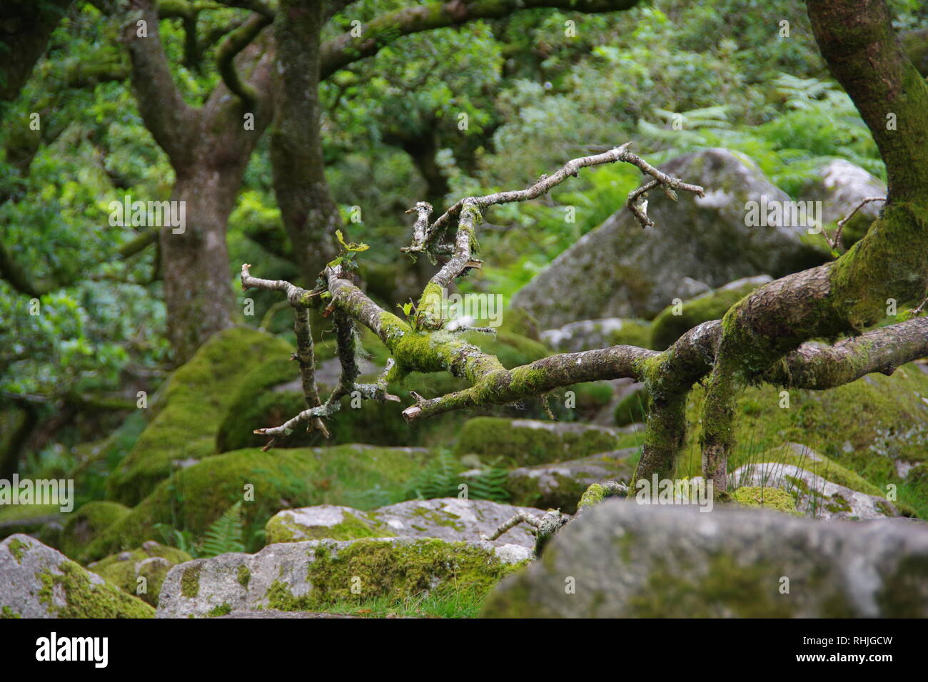 Twisted, Gnarly, Stunted Moss Covered Sessile Oak Trees (Quercus ...