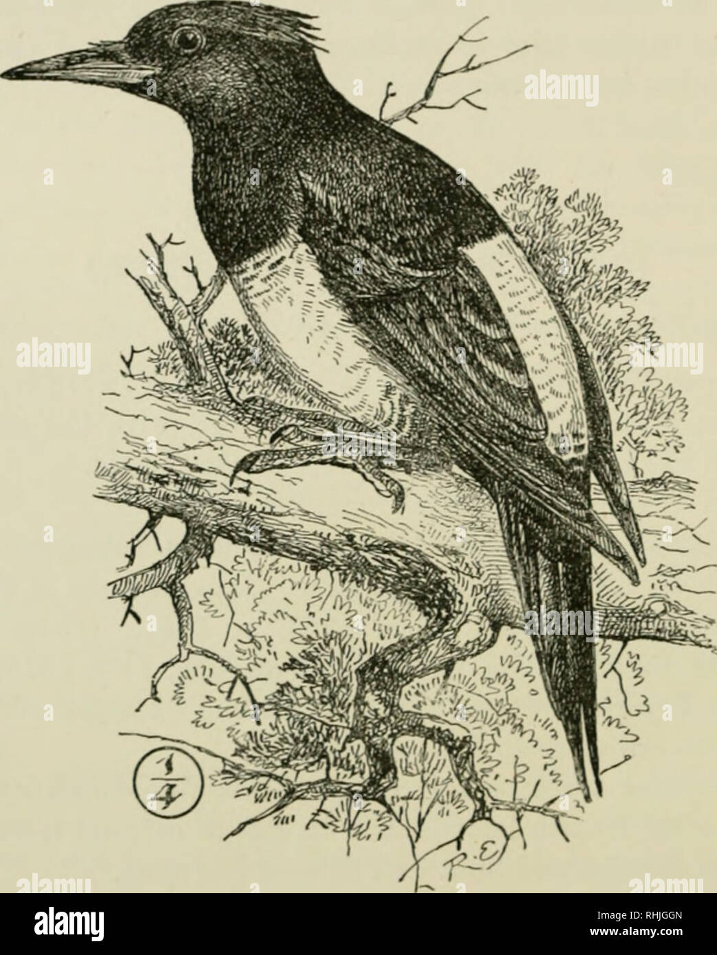 Genus woodpeckers hi-res stock photography and images - Alamy