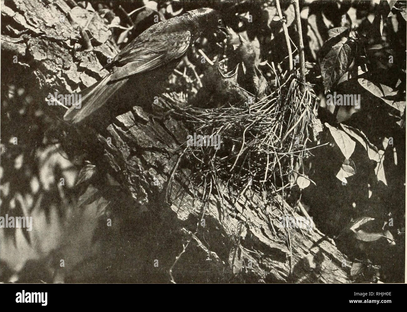 The robber of the sparrows nest hi-res stock photography and images - Alamy