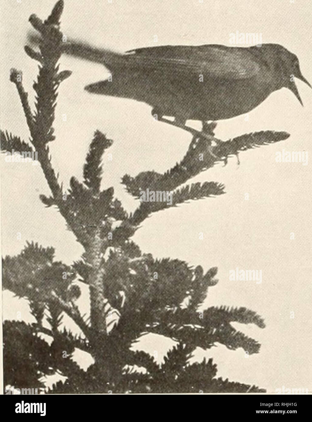 Dull green yellow winter plumage hi-res stock photography and images ...