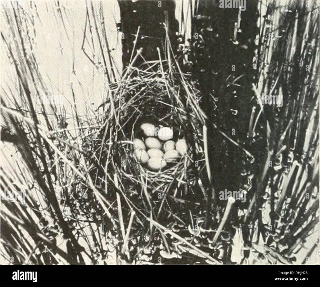 Ground level birds nests hi-res stock photography and images - Alamy