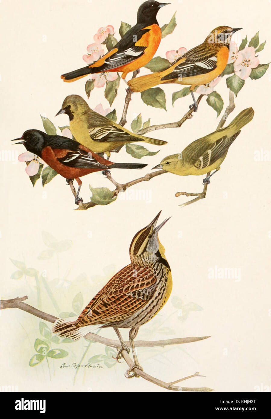 Baltimore Oriole And Orchard Oriole