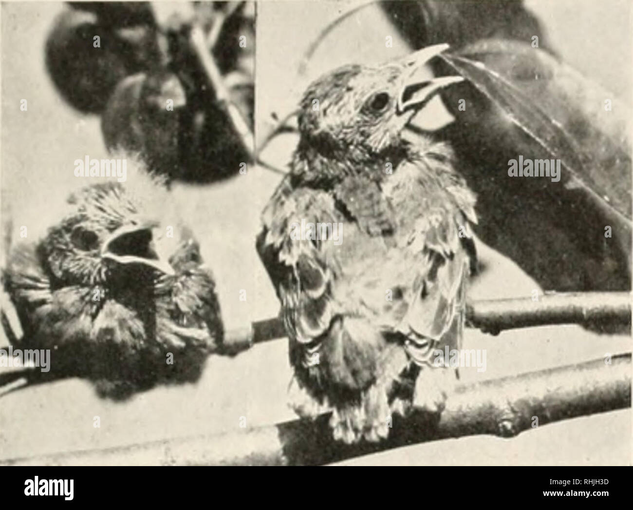 Ol gull hi-res stock photography and images - Alamy