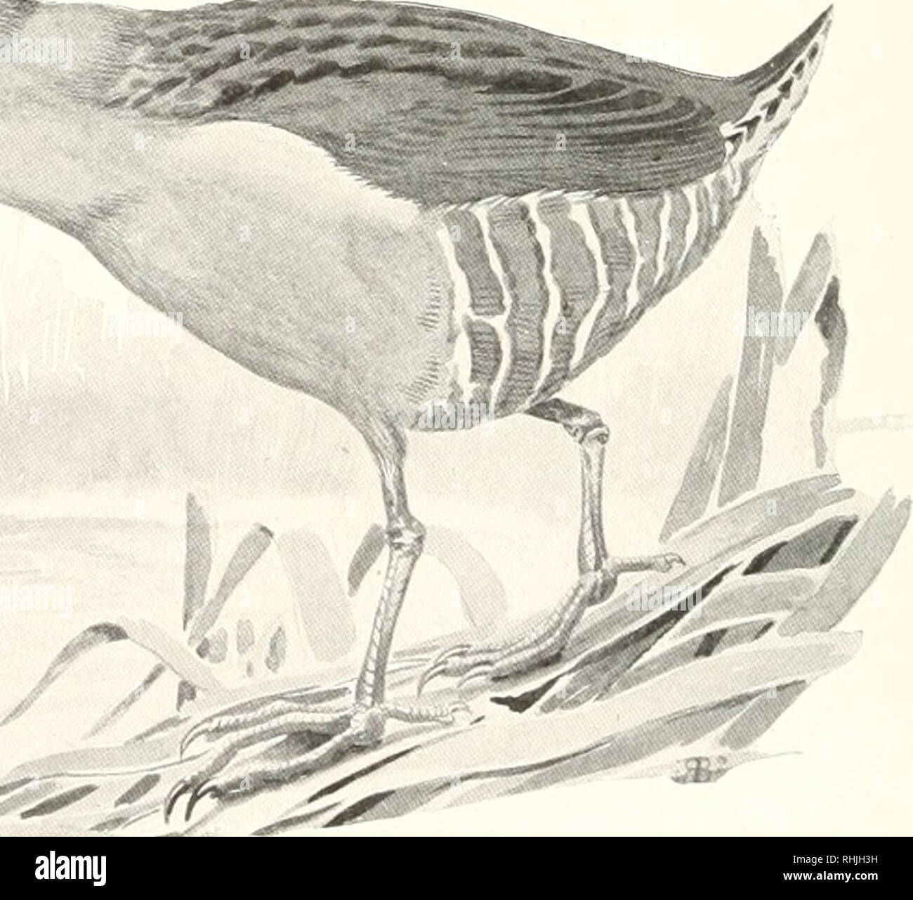 Rump rail hi-res stock photography and images - Alamy