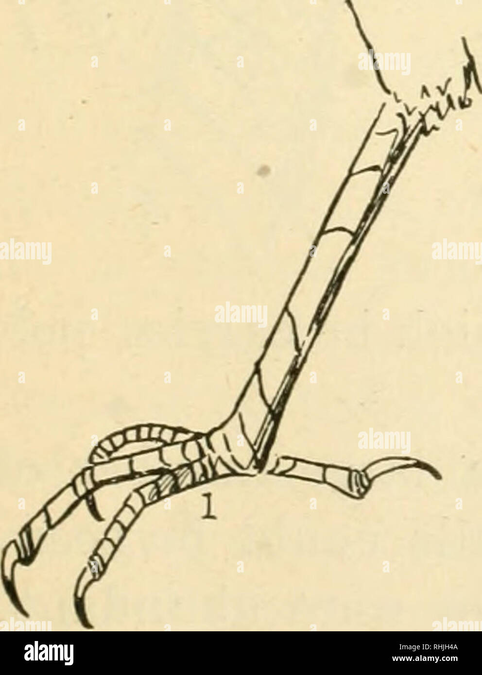Long spread out toes hi-res stock photography and images - Alamy