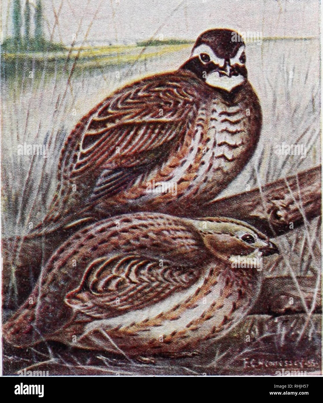 Male and female killdeer hi-res stock photography and images - Alamy