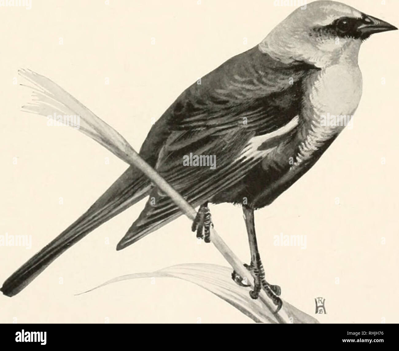 . Birds of America;. Birds -- North America. ICTERID^ 247 The Yellow ...