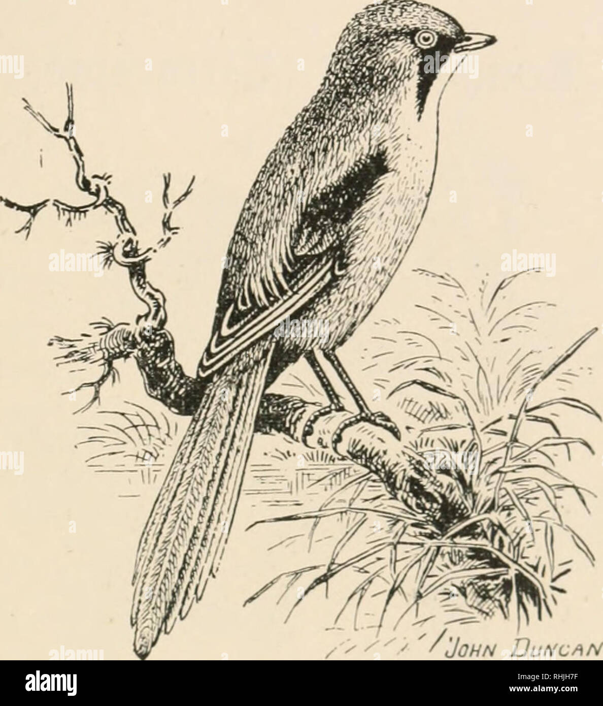 . Birds of the British Isles. Birds -- Great Britain; Birds -- Ireland ...